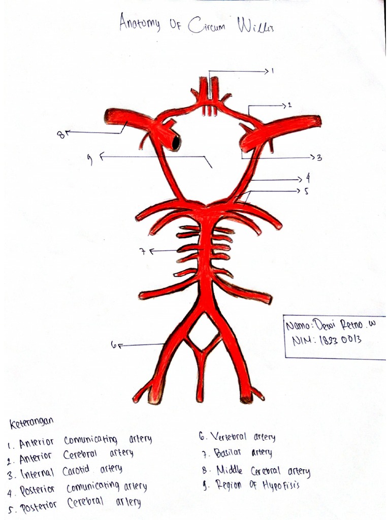 Anatomi Circum Willis | PDF