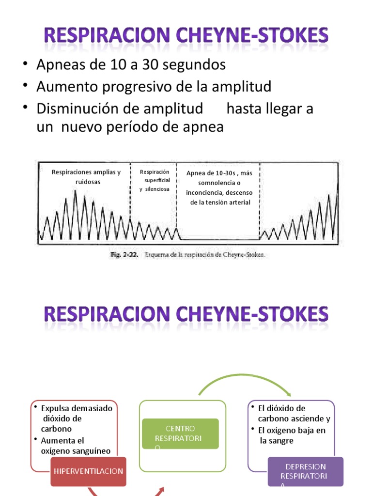 Respiración de Cheyne-Stokes: Causas y Características | PDF | Sistema ...