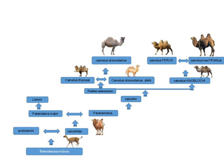 Camelus Bactrianus Camelus Ferus Camelus Dromedarios: Poebrotherium ...