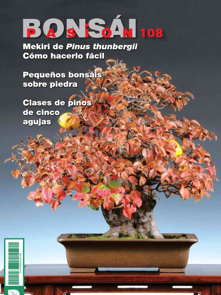 Mekiri de Pinus Thunbergii Cómo Hacerlo Fácil Pequeños Bonsáis Sobre Piedra Clases de Pinos de ...