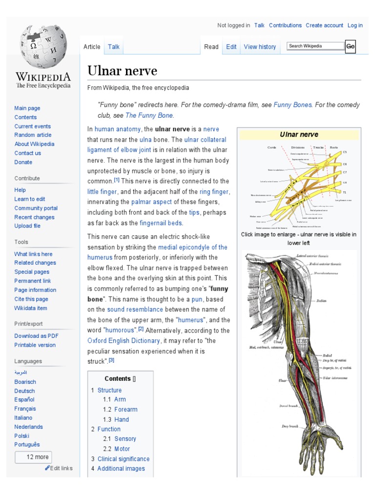 Ulnar Nerve | PDF | Hand | Elbow