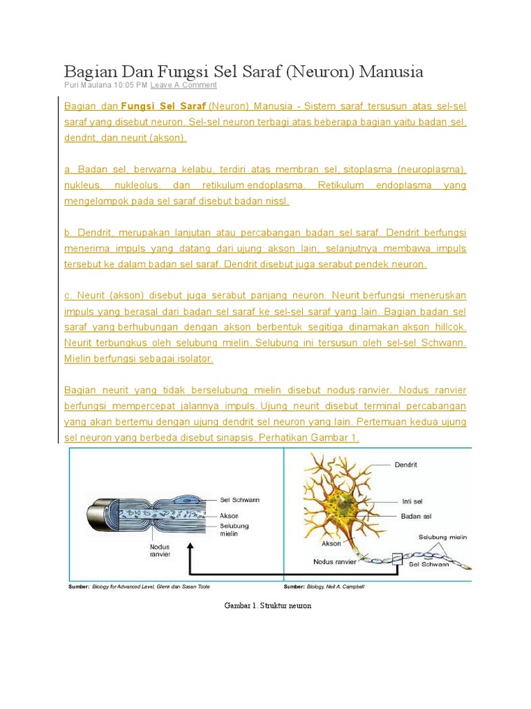 Bagian Dan Fungsi Sel Saraf | PDF