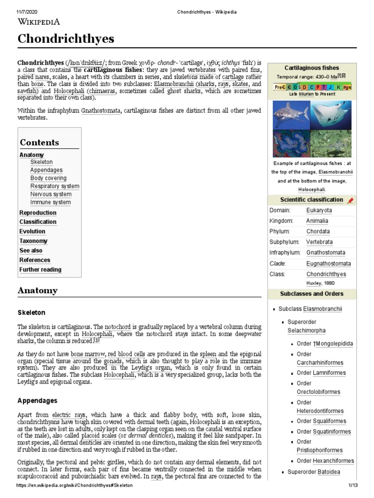 Chondrichthyes: Skeleton | PDF | Elasmobranchii | Vertebrates