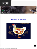 Principales Partes Del Gallo | PDF | Estudios de idiomas extranjeros