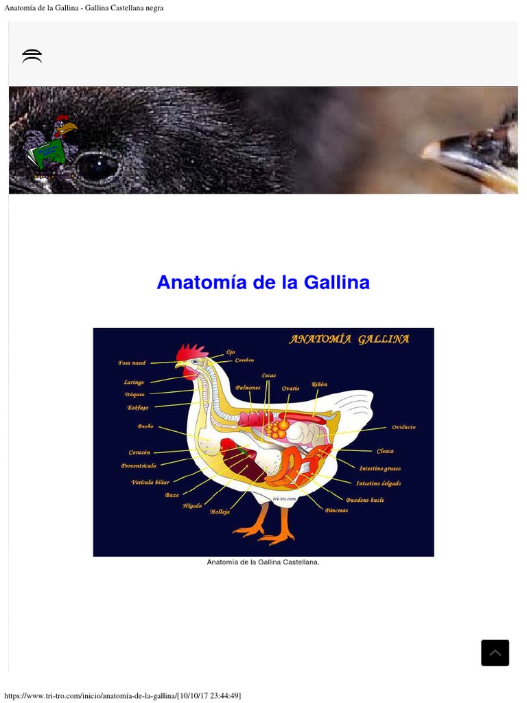 Anatomía de La Gallina - Gallina Castellana Negra | PDF | Pulmón | Riñón