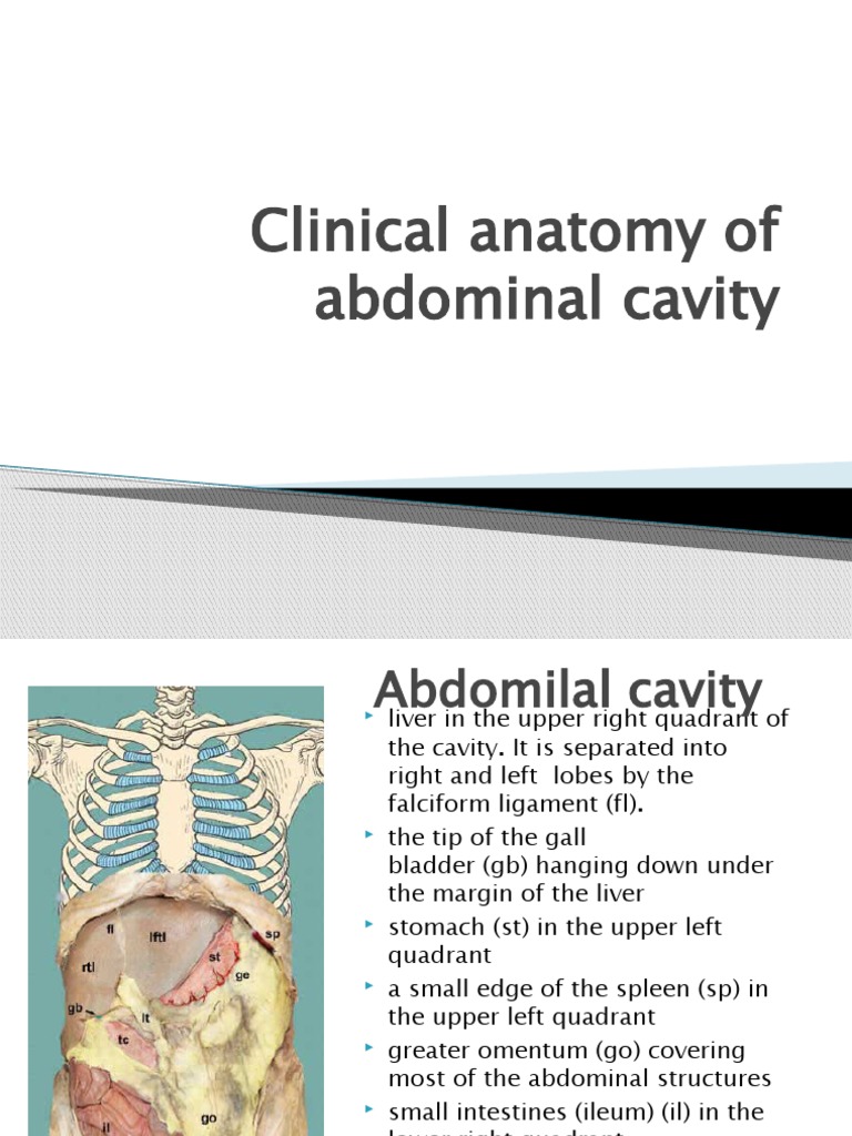 Clinical Anatomy Of Abdominal Cavity Pdf Stomach Abdomen