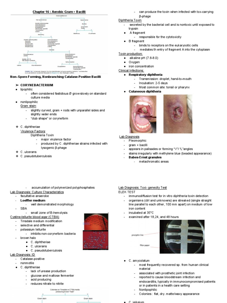 C16-Aerobic Gram Bacilli | PDF | Anthrax | Bacillus
