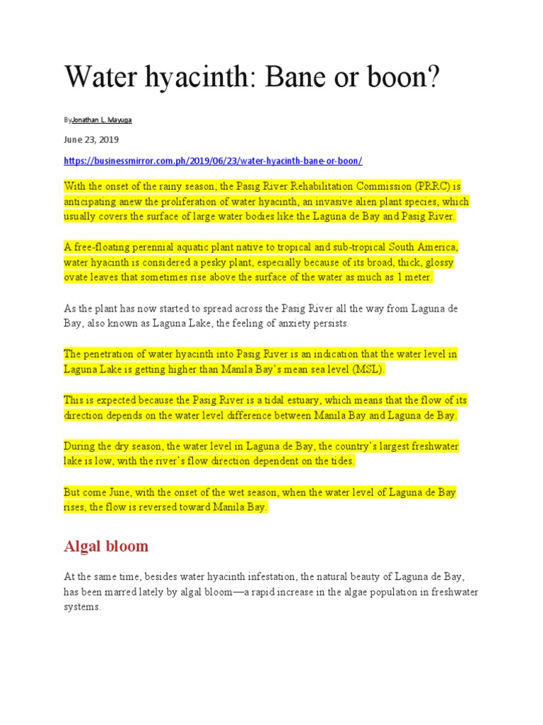 Water Hyacinth: Bane or Boon?: Algal Bloom | Download Free PDF | Algae ...