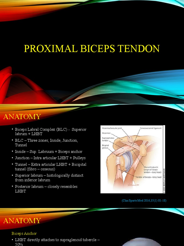 Proximal Biceps | PDF | Shoulder | Musculoskeletal System