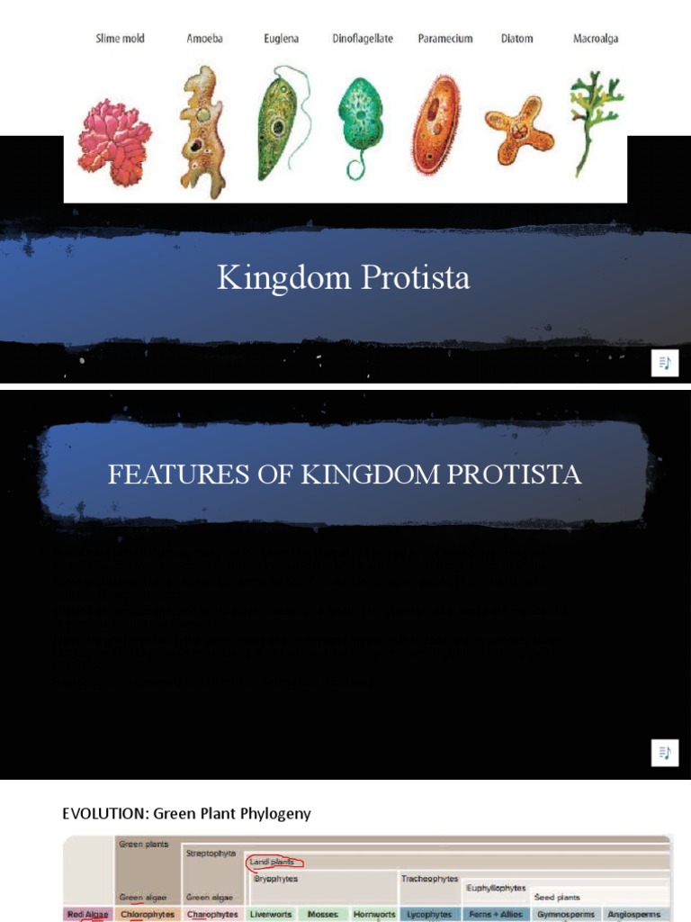 An Overview of the Kingdom Protista: Classification, Characteristics ...
