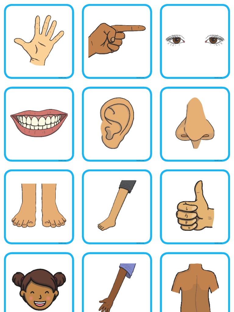 Flashcards Parts of The Body | PDF