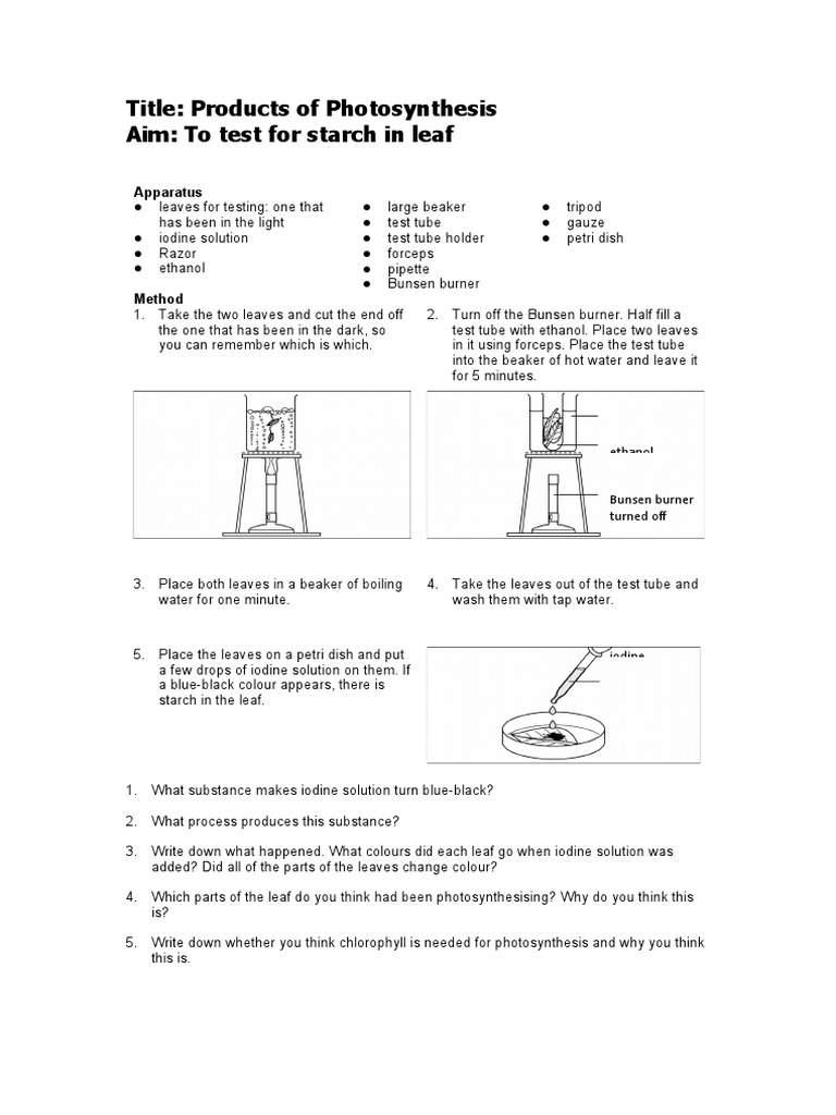 Starch Test for Photosynthesis Lab | PDF | Leaf | Photosynthesis