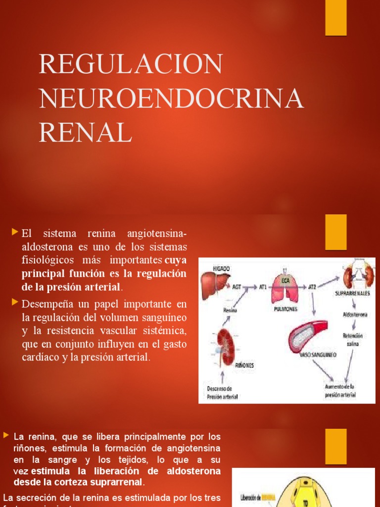 Clase 14. REGULACION NEUROENDOCRINA RENAL | PDF