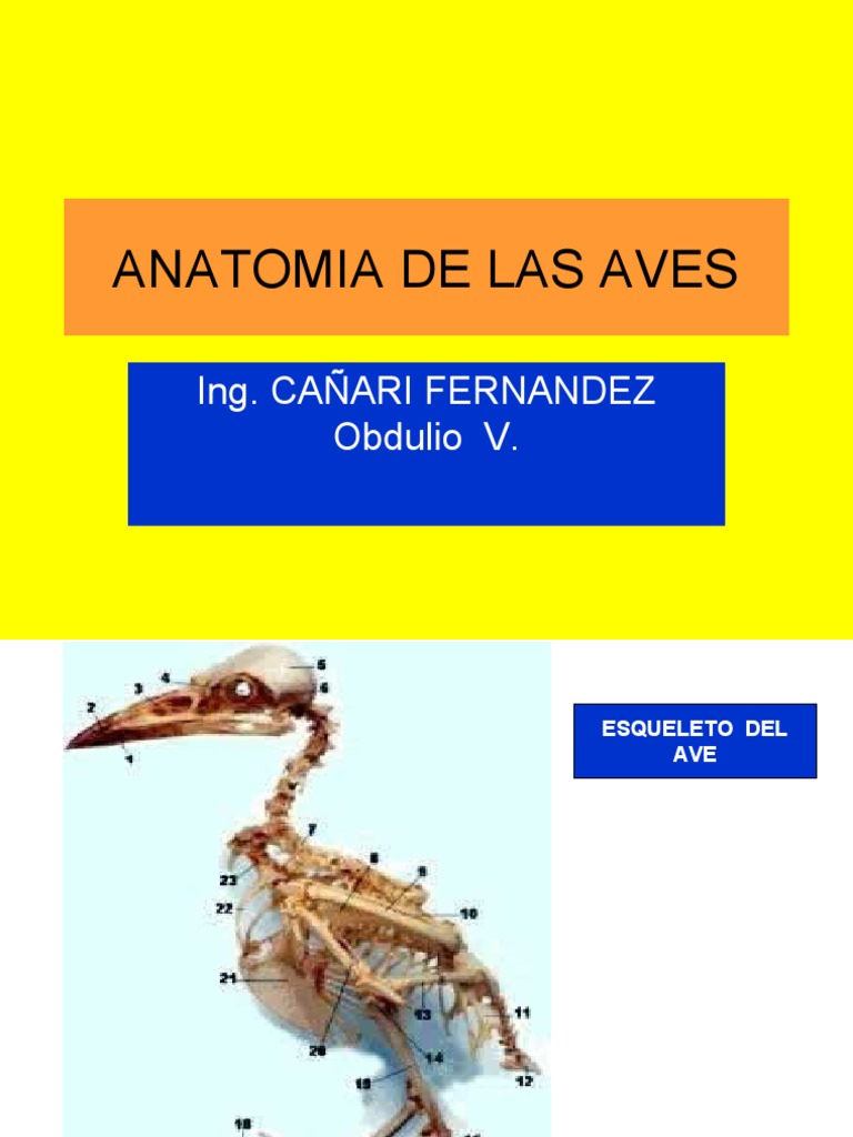 Anatomia de Las Aves | PDF | Huevo | Digestión