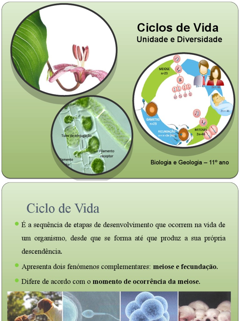 Ciclos de Vida | PDF | Meiose | Processos biológicos