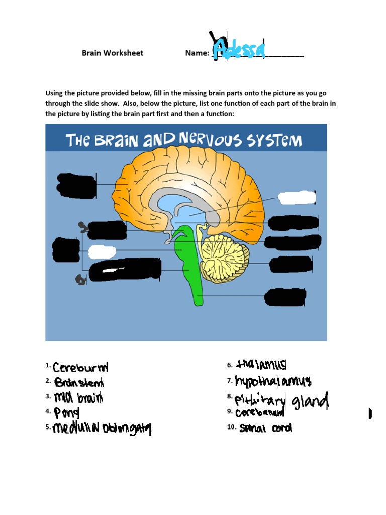 New Brain Worksheet For STEM | PDF