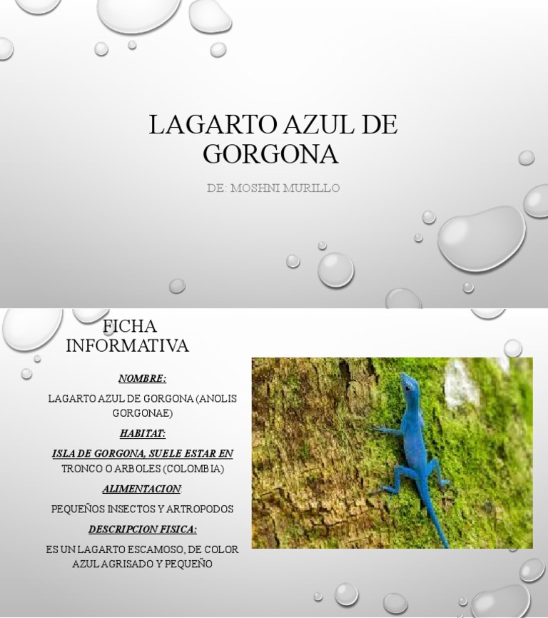 Lagarto Azul de Gorgona: Características y Hábitat | PDF