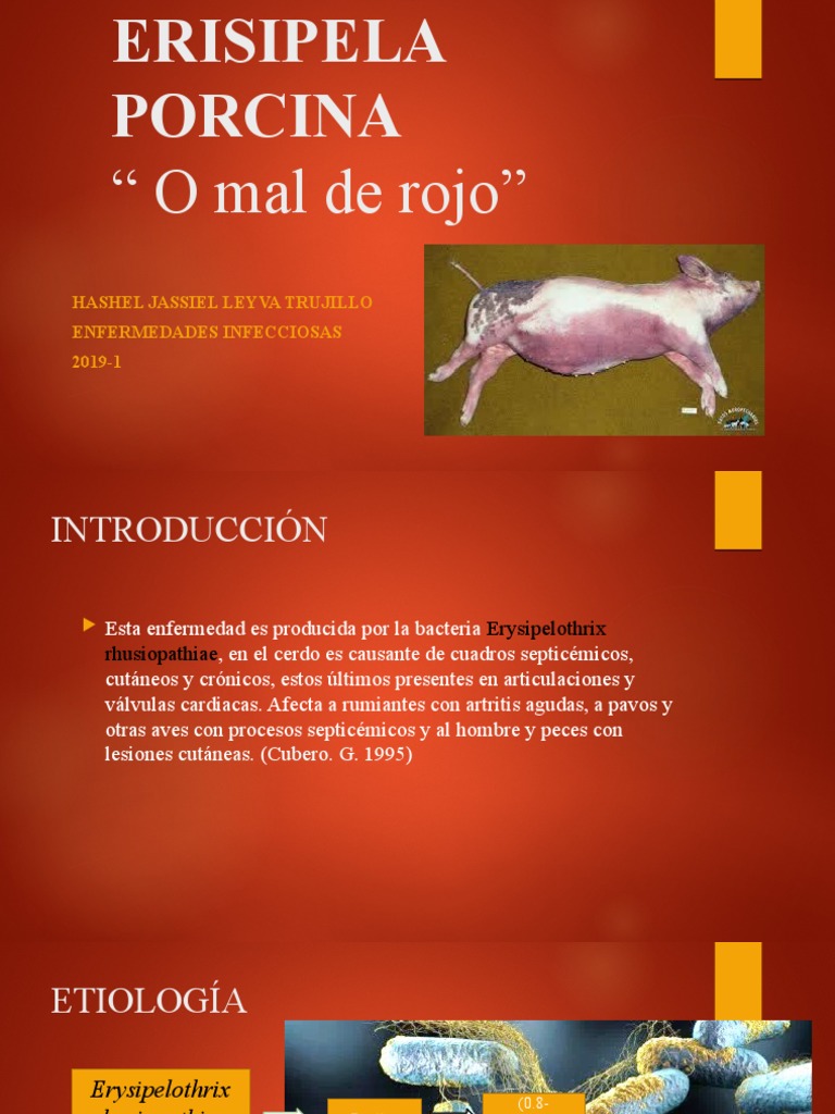 Erisipela Porcina | PDF | Penicilina | Medicina Veterinaria Erisipela Porcina | PDF | Penicilina | Medicina Veterinaria