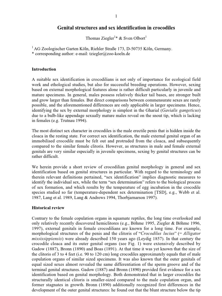 Genital Structure Sex Identification L Pdf Penis Sex Organ