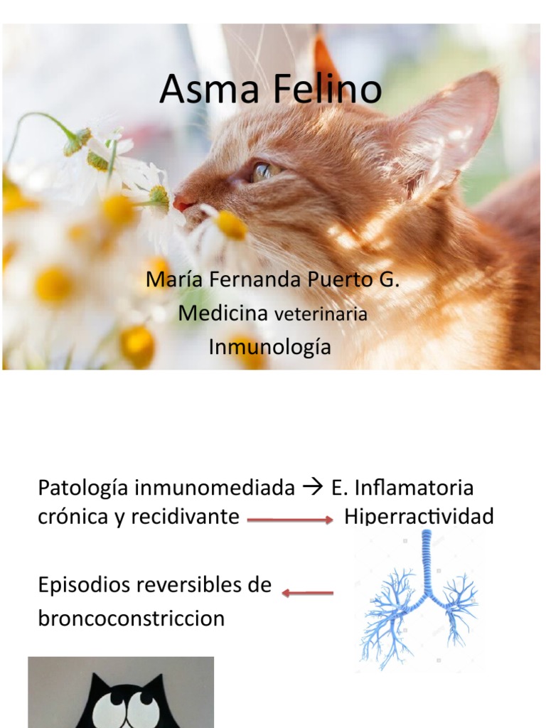 Asma Felino | PDF | Asma | Enfermedades y trastornos