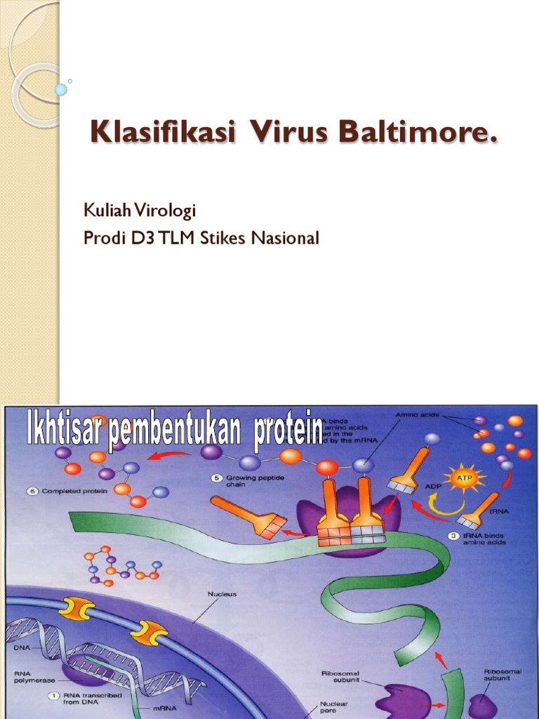 VIRUS CLASSIFICATION ACCORDING TO BALTIMORE | PDF
