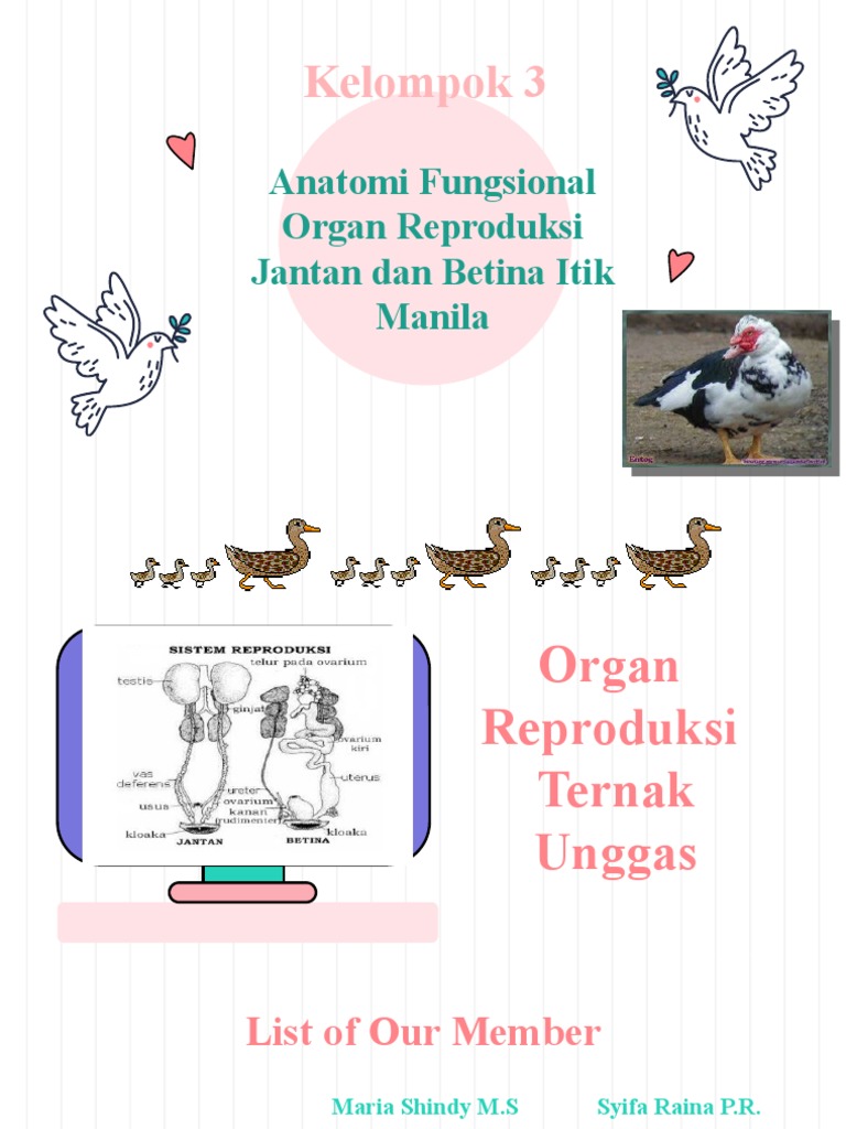 Itik Manila | PDF