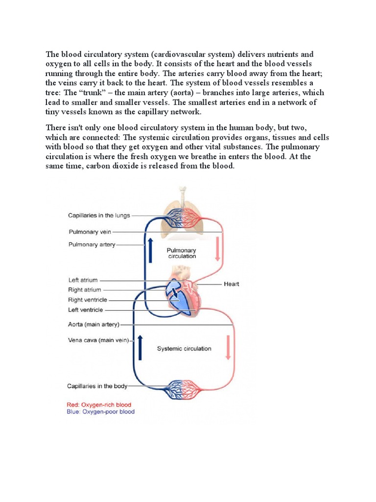 Overview of Blood Circulation System | PDF | Circulatory System | Blood ...