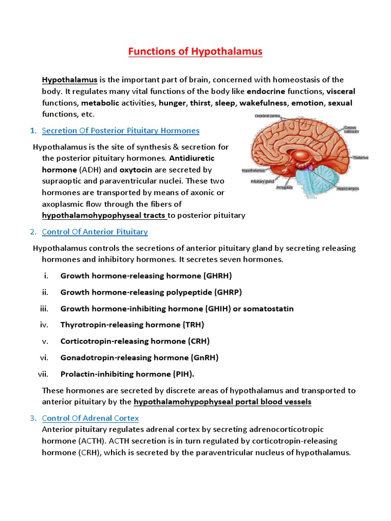 Functions of the Hypothalamus Explained | PDF | Hypothalamus | Eating