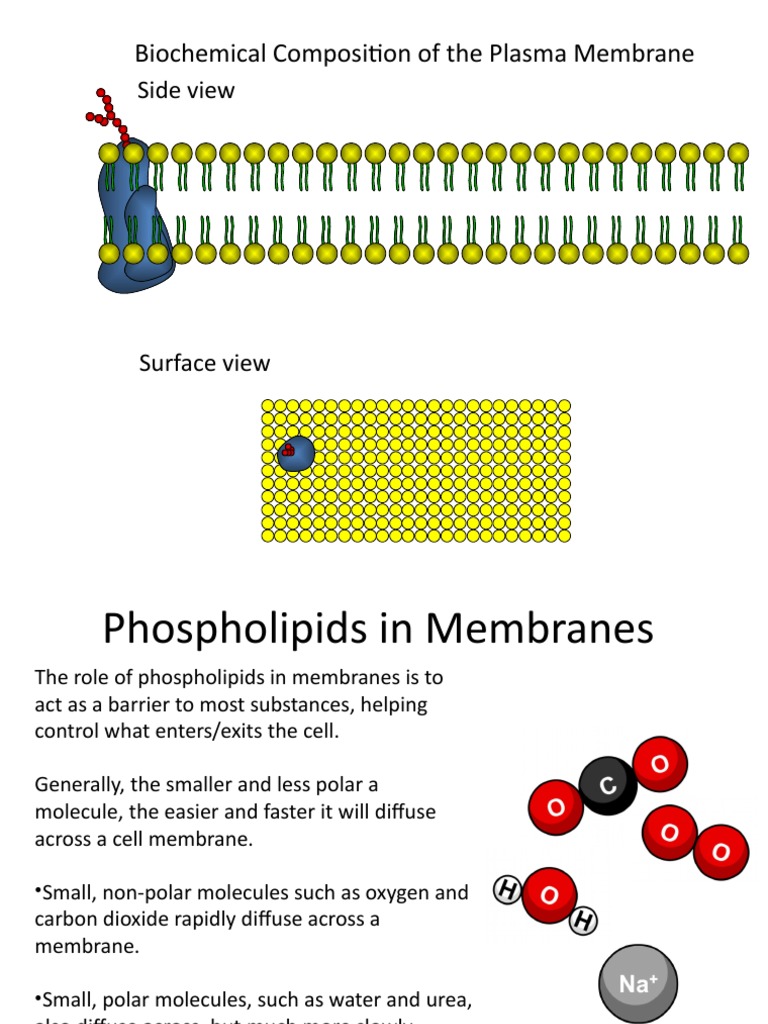 Components of Cell Membranes | PDF | Cell Membrane | Proteins