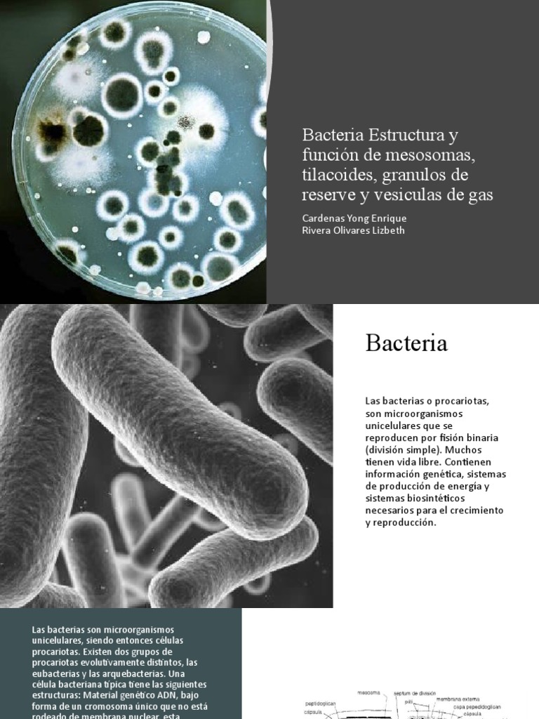 Estructura y Función Bacteriana | PDF | Fotosíntesis | Las bacterias