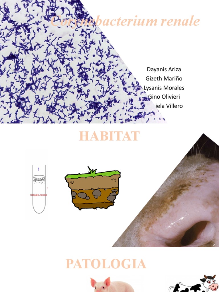 Corynebacterium Renale | PDF