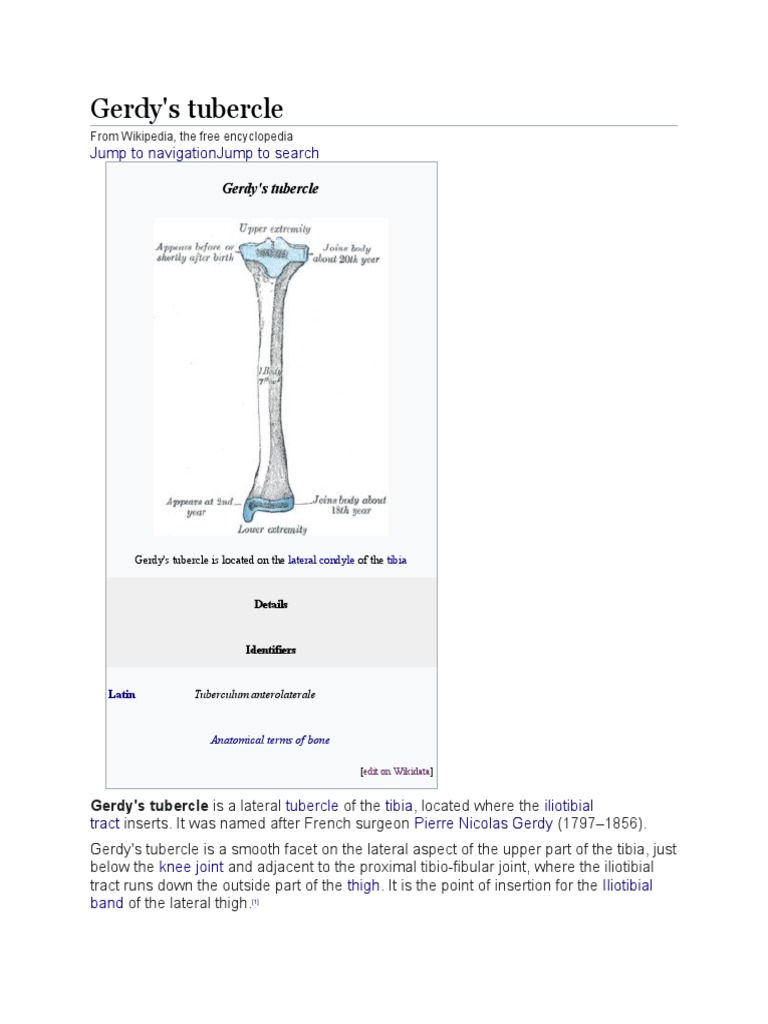 Gerdy's Tubercle: Lateral Tibia Bony Landmark | PDF