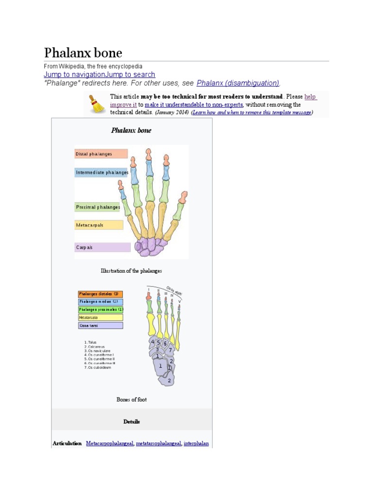 Phalanx Bone: Jump To Navigation Jump To Search | PDF | Hand ...