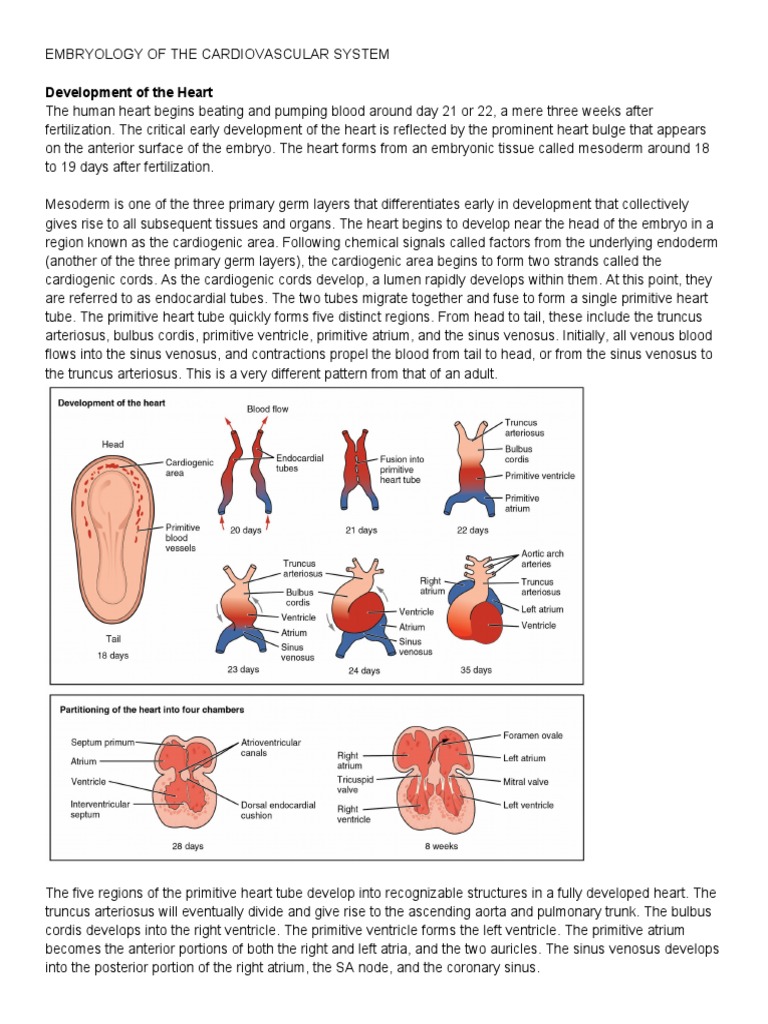 Development of The Heart | PDF | Atrium (Heart) | Heart