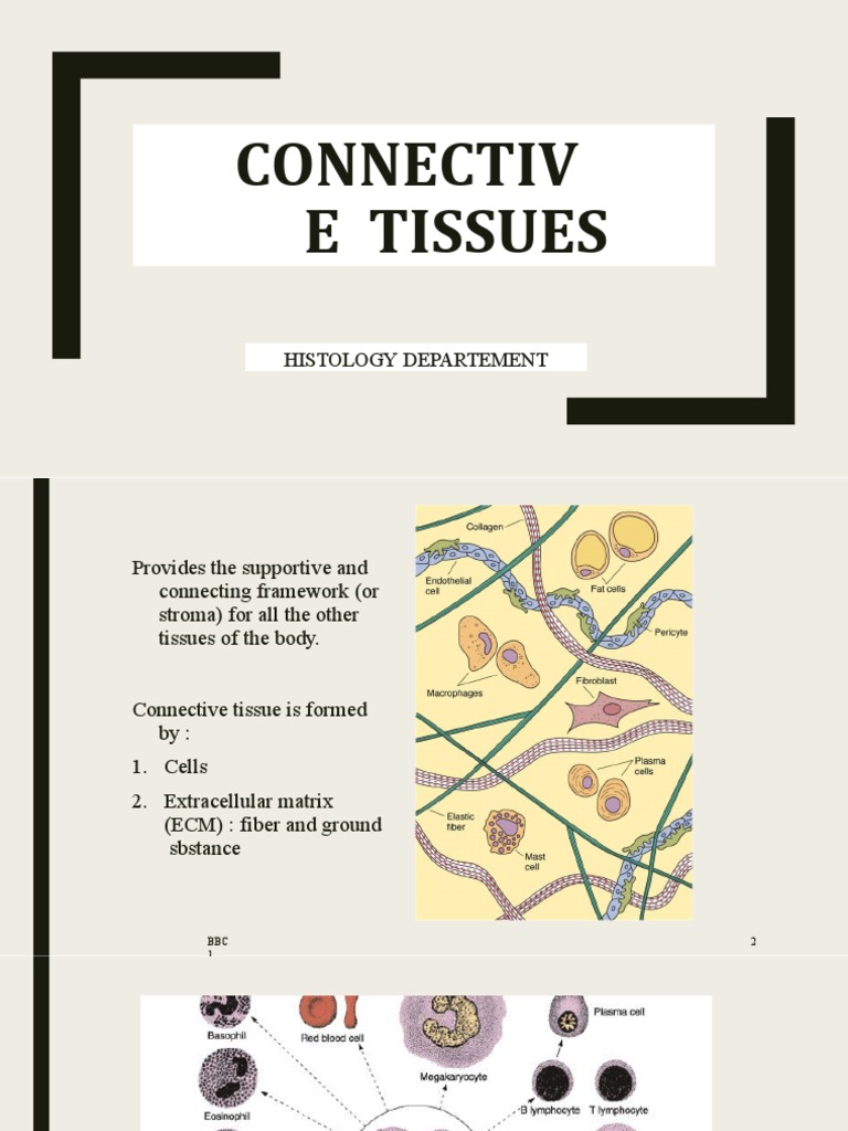 Connective Tissue Histology Guide | PDF | Connective Tissue | Extracellular Matrix