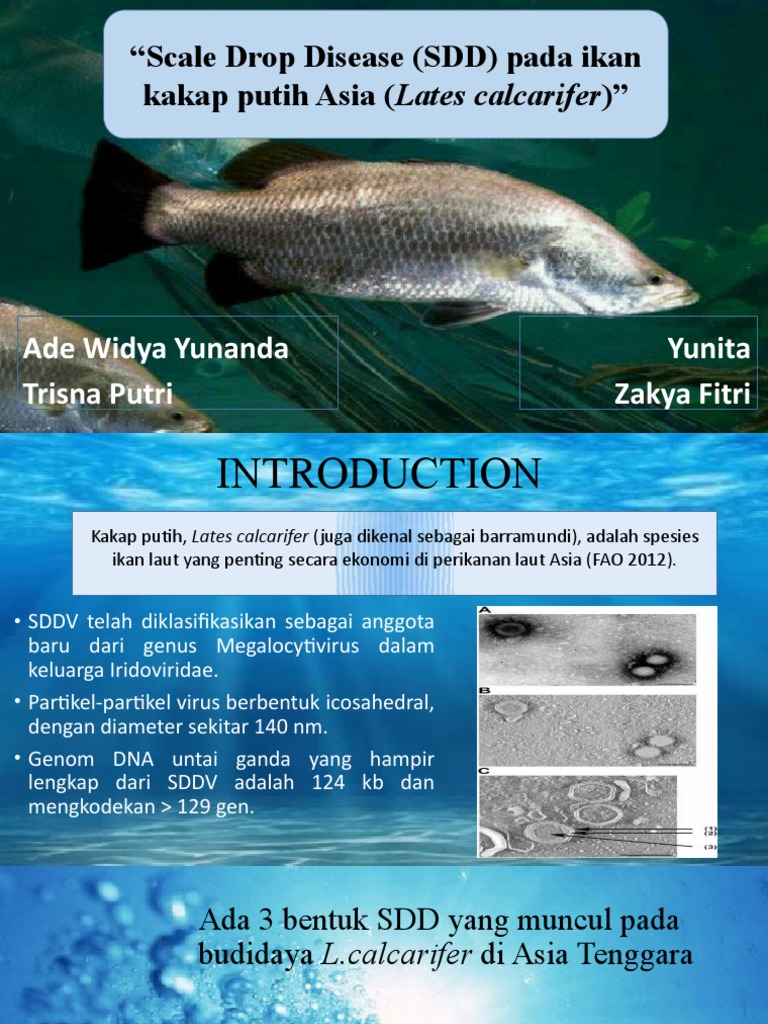 Scale Drop Disease (SDD) Pada Ikan | PDF