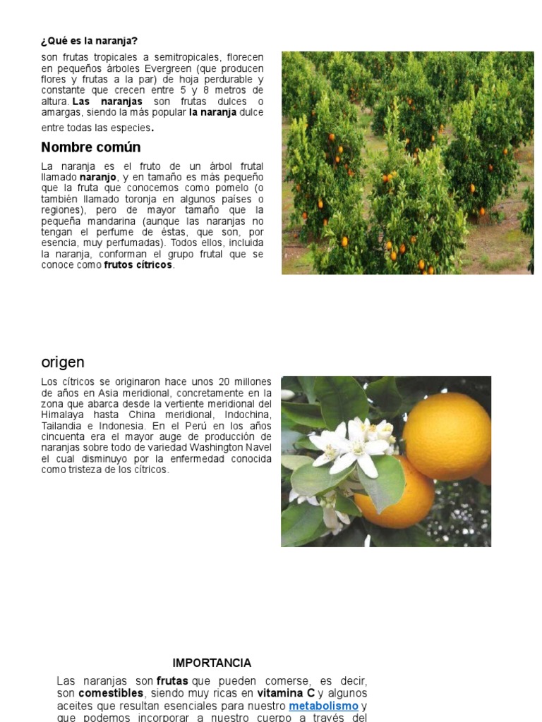 Expo | PDF | Naranja) | Injerto