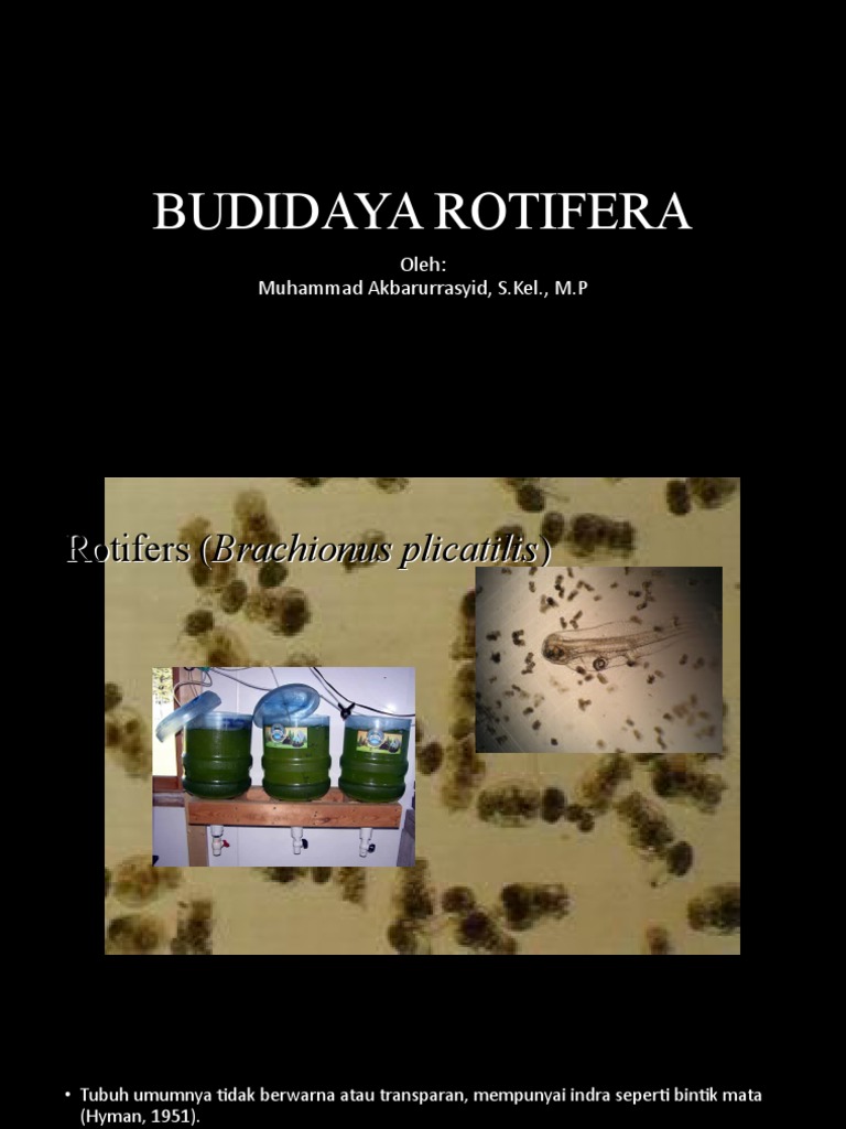 Budidaya Rotifera | PDF