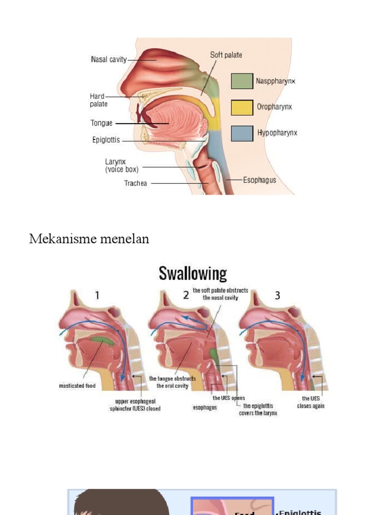 Anatomi Laring-Faring | PDF