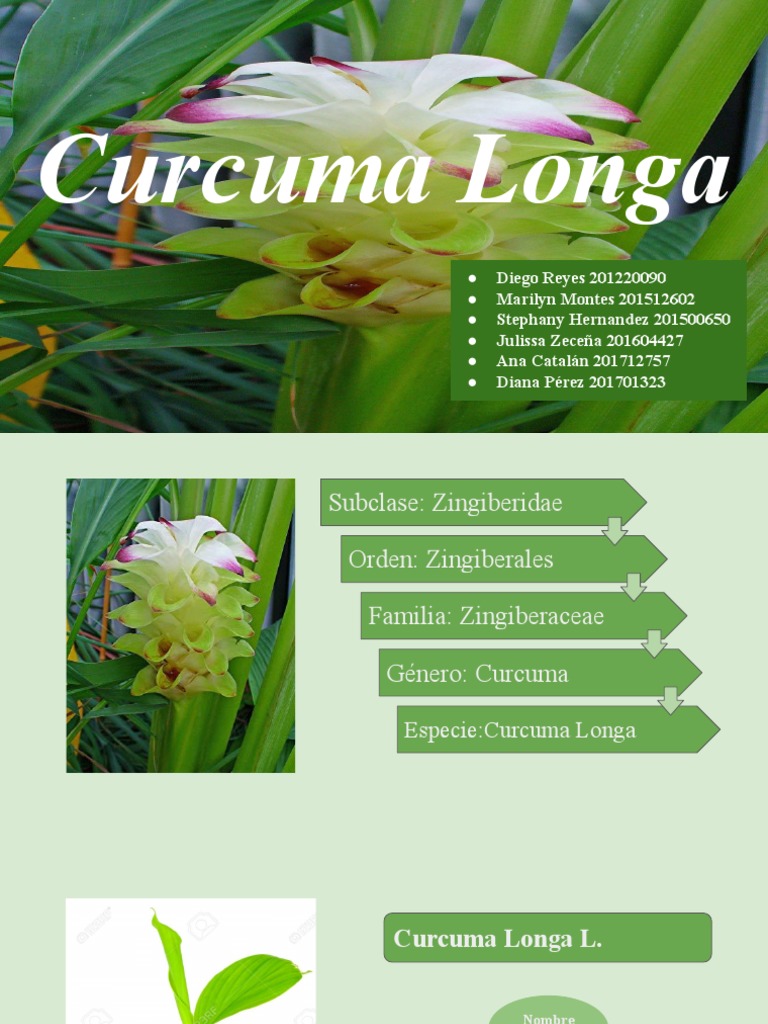 Curcuma Longa PDF | PDF | Cúrcuma | Antioxidante