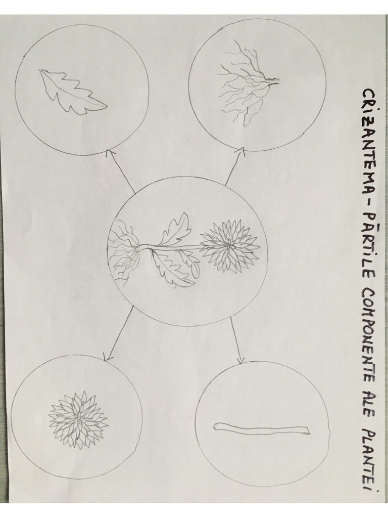 Crizantema Partile Componente - Desen | PDF