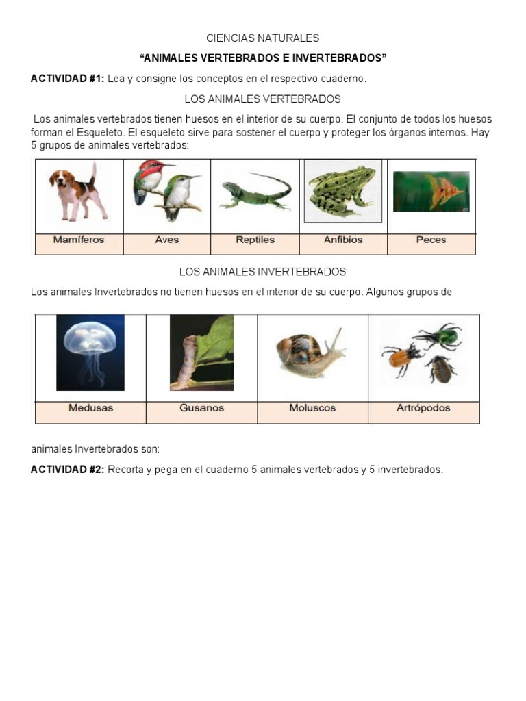 Vertebrados e Invertebrados: Actividades | PDF | Estudios de idiomas ...