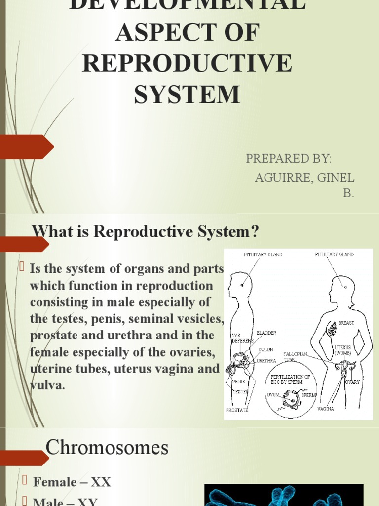 Development of Reproductive System | PDF | Wellness | Science & Mathematics
