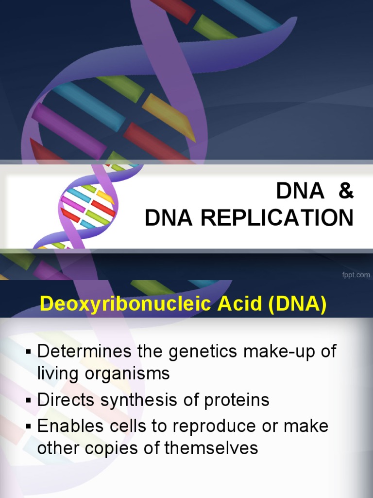 DNA Replication: A Comprehensive Review of the Structure of DNA, the ...