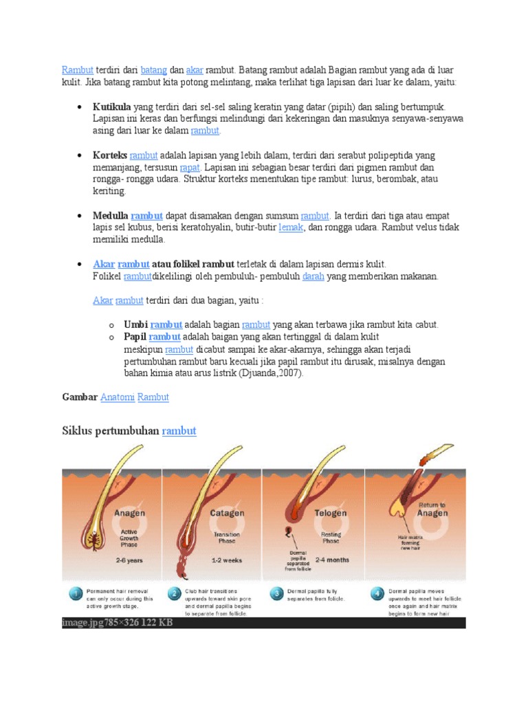Anatomy Hair | PDF