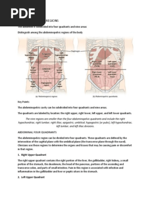 Four Abdominal Quadrants And Nine Abdominal Regions 9 Abdominal