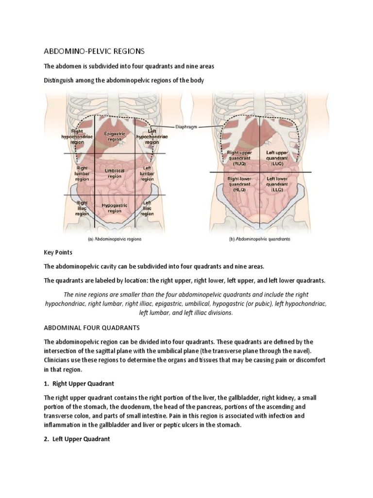 Abdomino-Pelvic Regions: Abdominal Four Quadrants | PDF | Abdomen ...