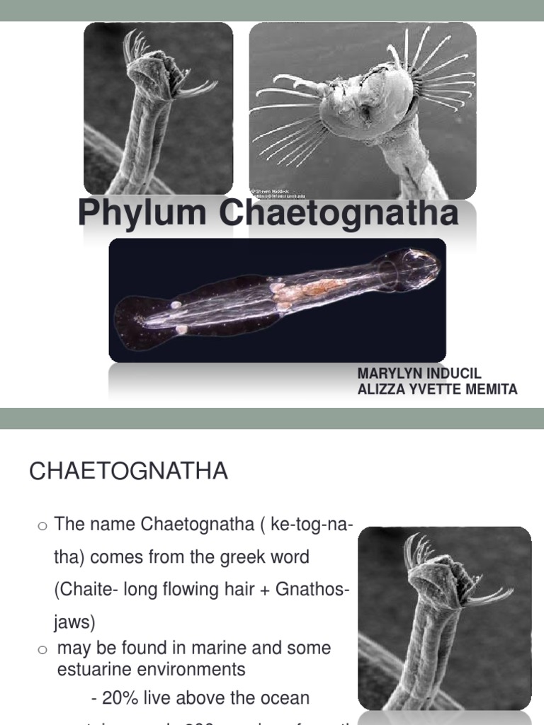 Phylum Chaetognatha: Marylyn Inducil Alizza Yvette Memita | PDF ...