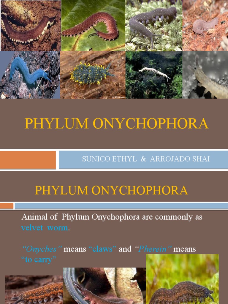 An In-Depth Look at the Phylum Onychophora: Characteristics, Diversity ...