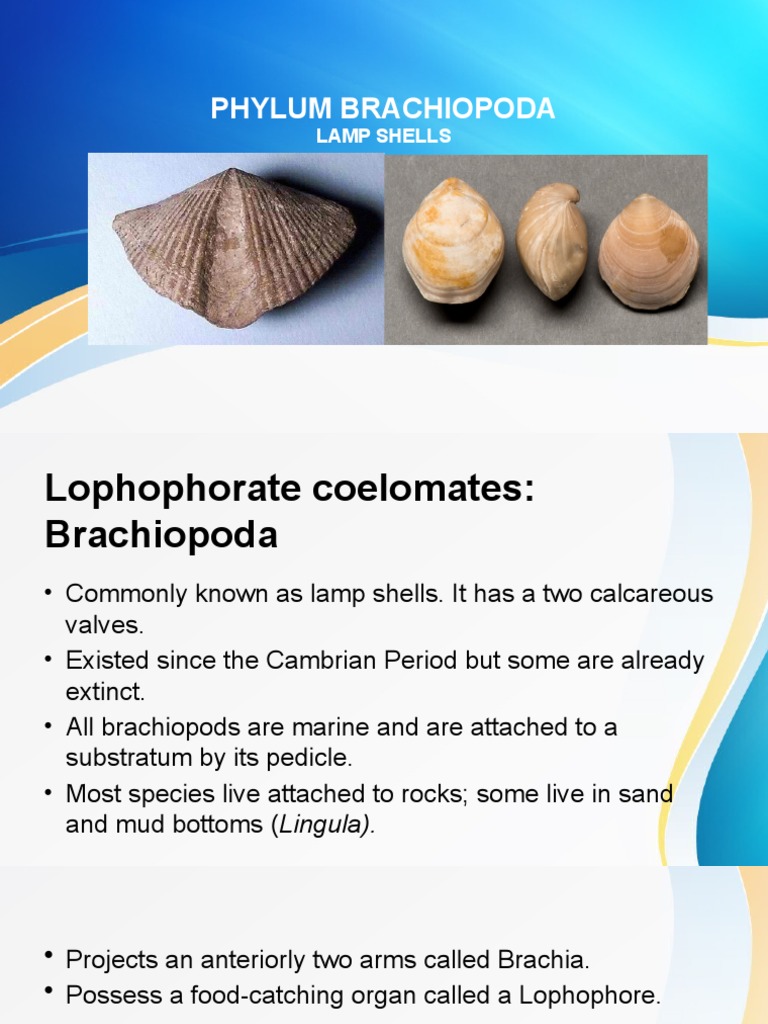 Phylum Brachiopoda: Lamp Shells | PDF
